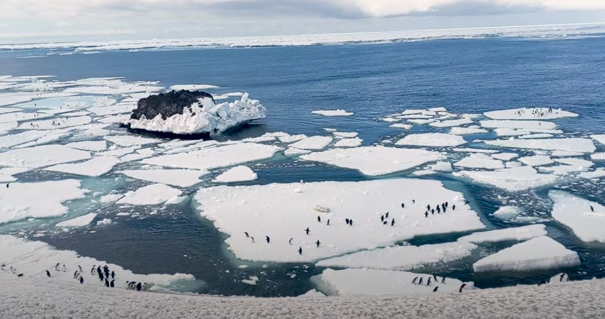 Breathtaking penguin photos captured by drones