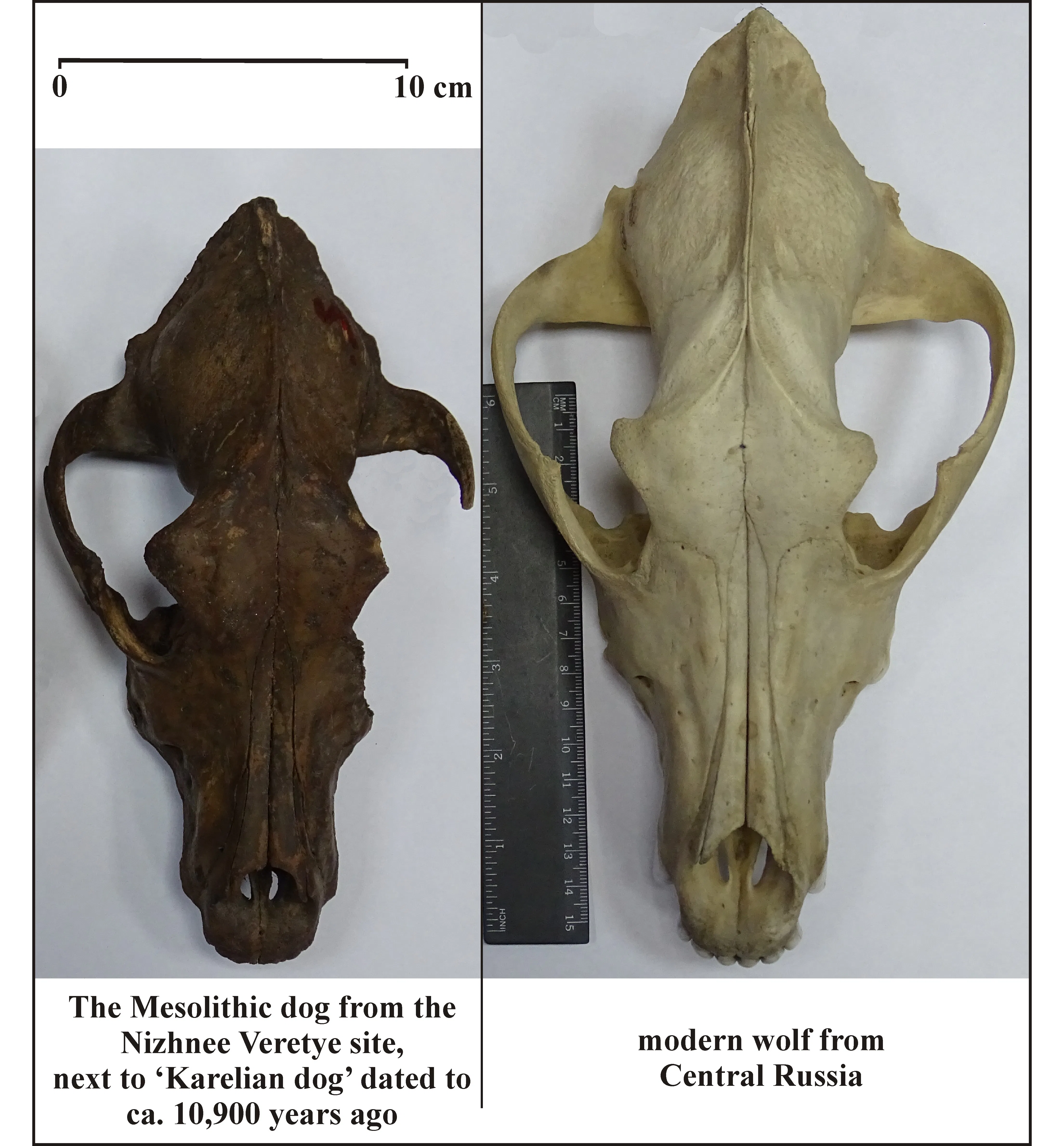 New analysis shows ancient dogs and humans shared a surprising bond