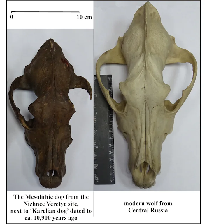 New analysis shows ancient dogs and humans shared a surprising bond