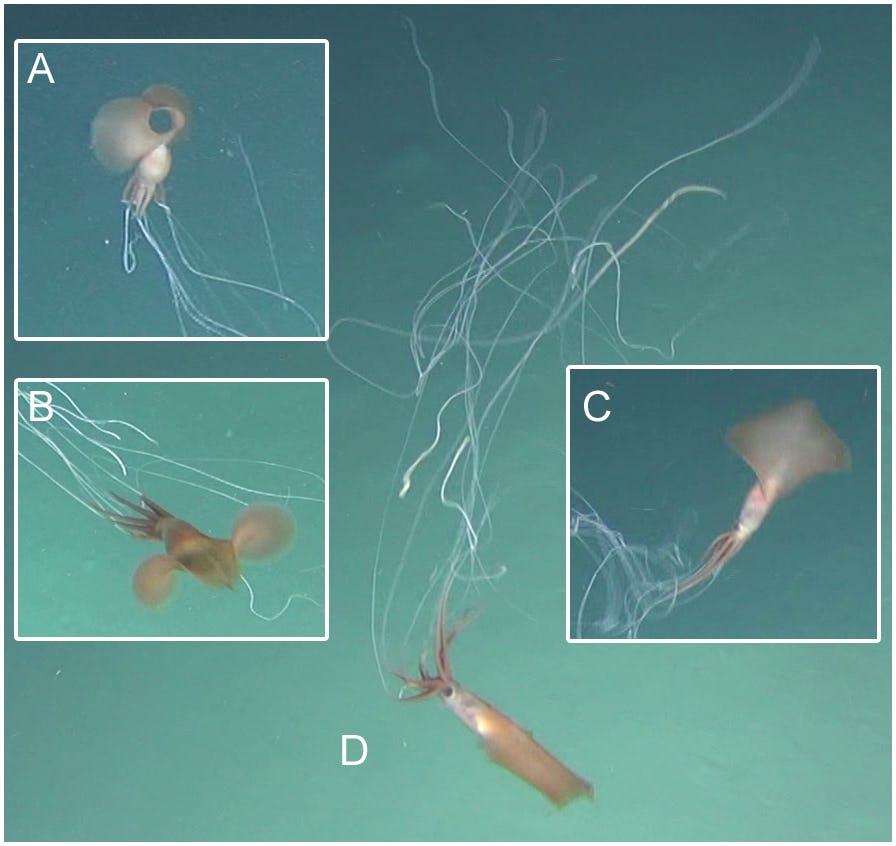 Scientists capture ghostly images of rare deep sea squid in Australian ...