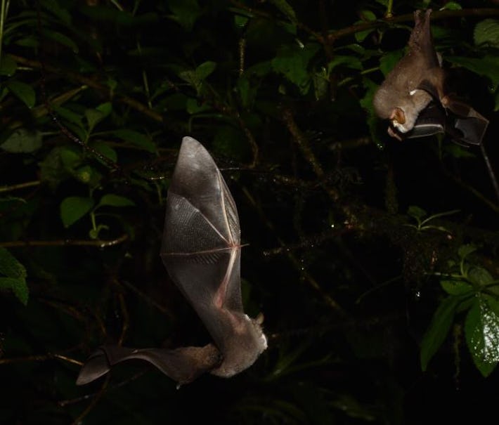 This wrinkle-faced bat uses a bizarre face mask for sex