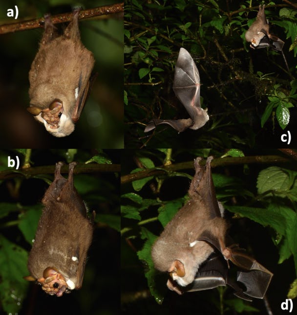 This wrinkle-faced bat uses a bizarre face mask for sex