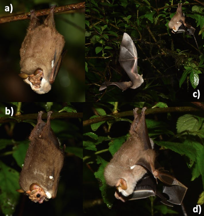 This wrinkle-faced bat uses a bizarre face mask for sex
