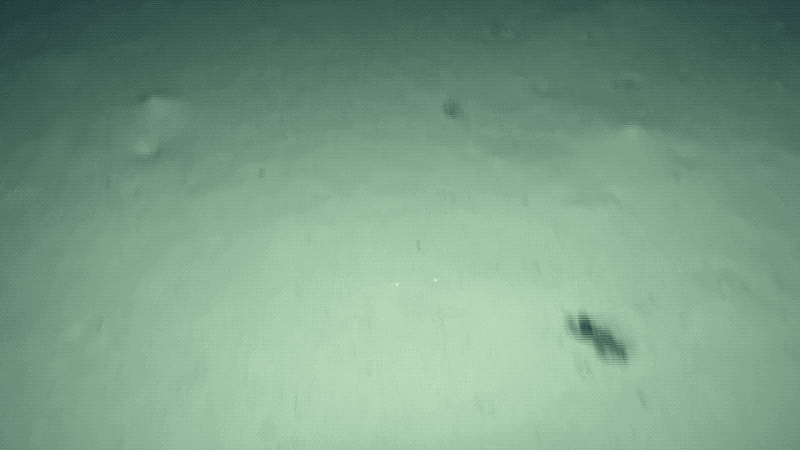 Scientists capture ghostly images of rare deep sea squid in Australian ...