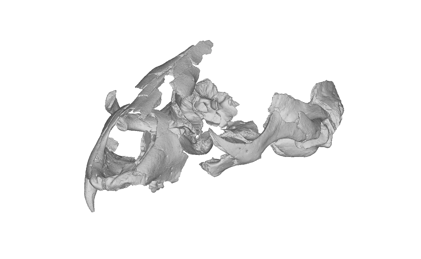 Unusual teeth reveal a new species and a twist on evolution