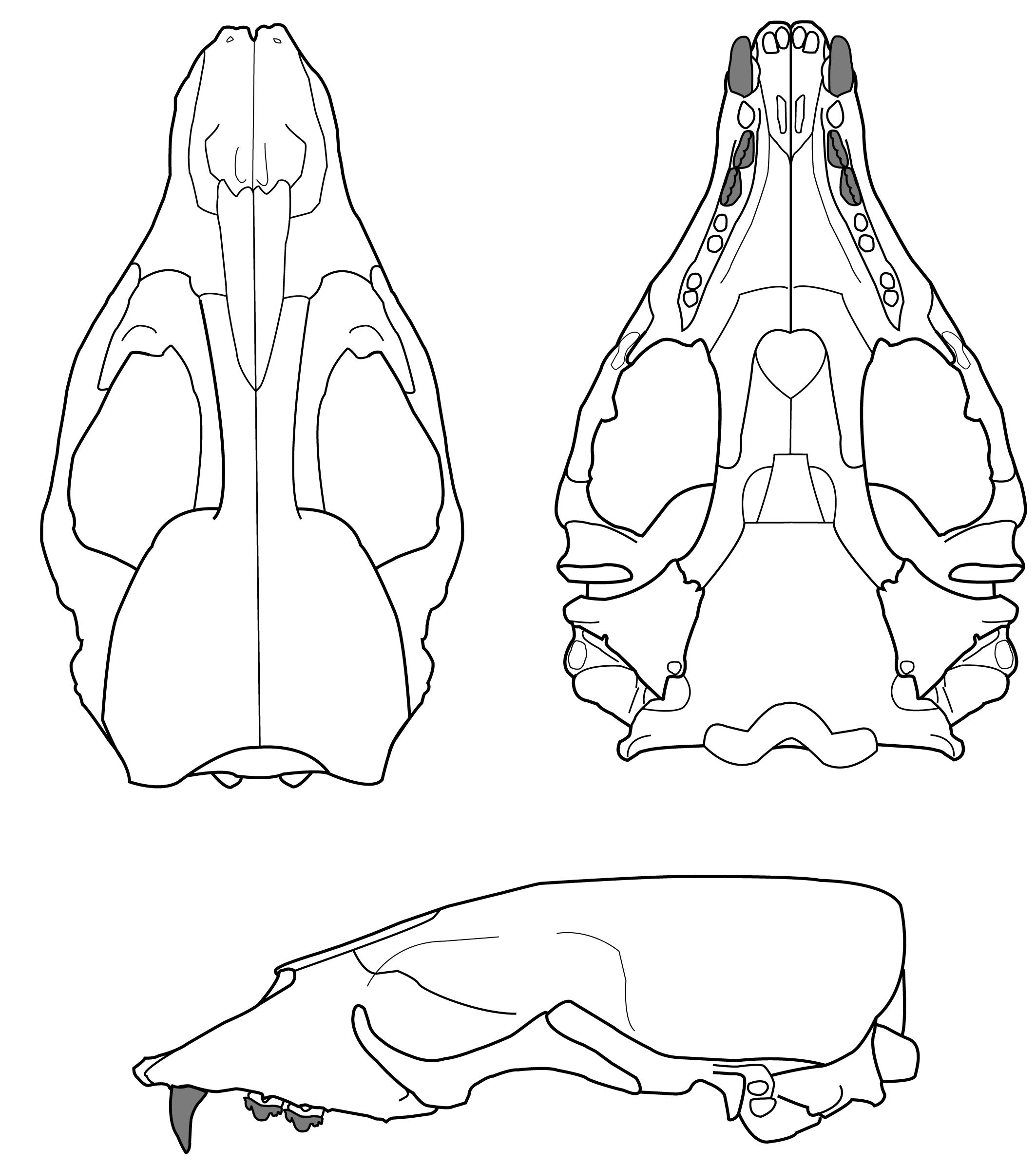 Unusual teeth reveal a new species and a twist on evolution