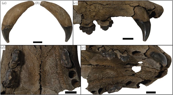 Unusual teeth reveal a new species and a twist on evolution
