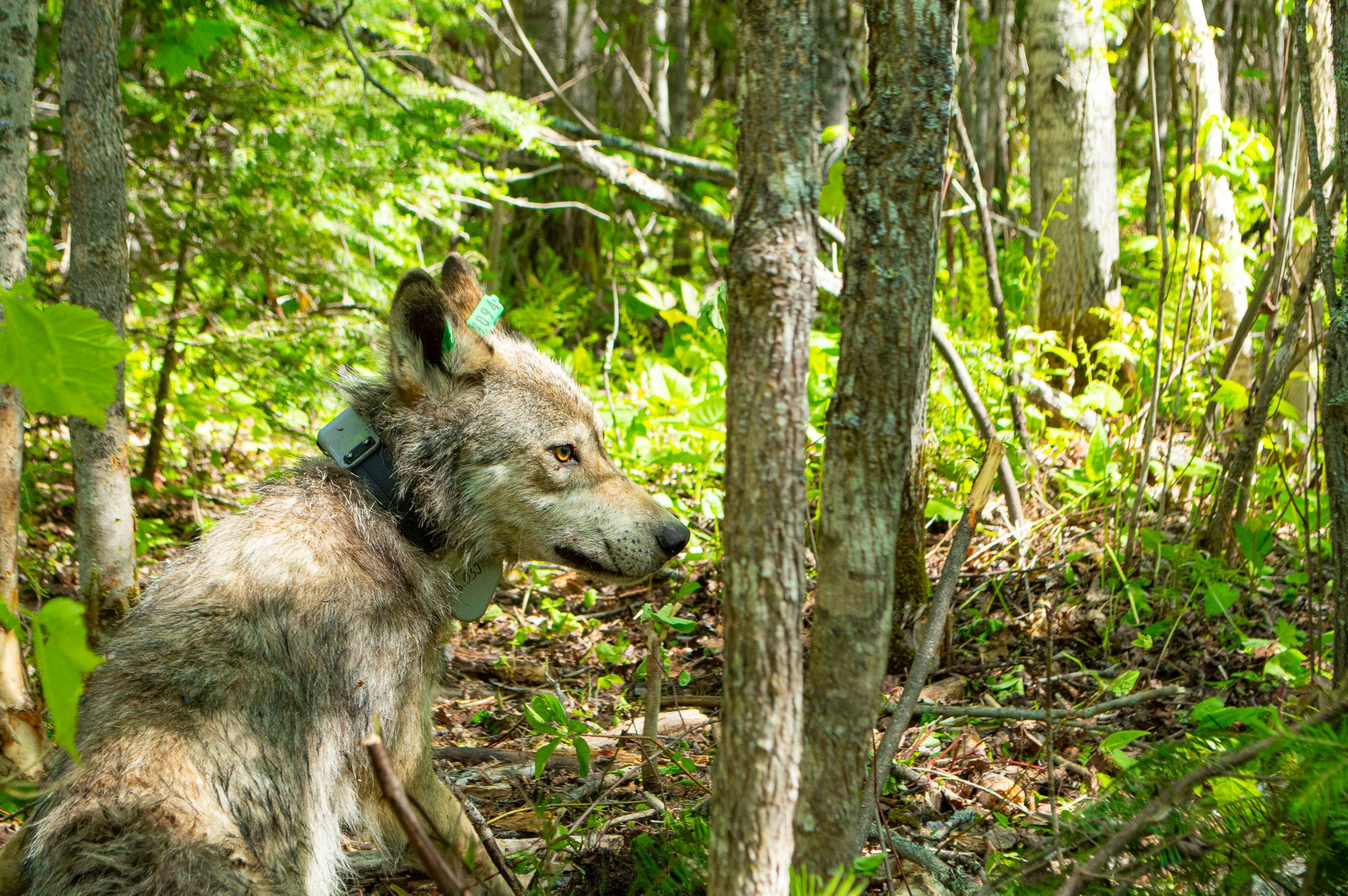 Scientists discover a completely unexpected way wolves alter ecosystems