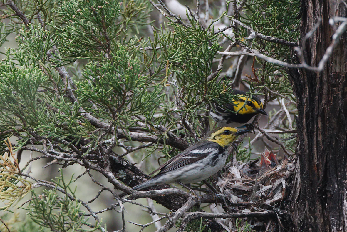 Brutal bird parents keep the brood alive by kicking some out of the nest