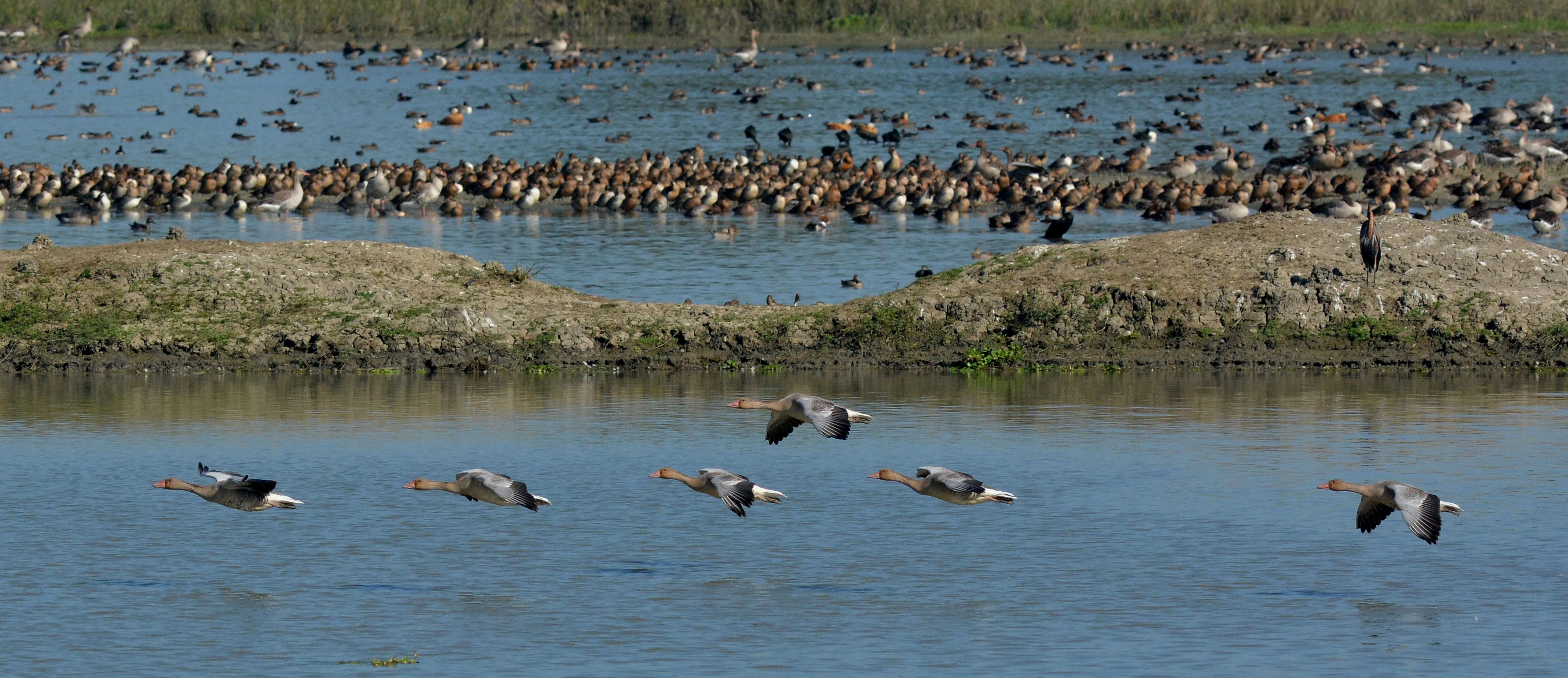 Migrating animals have a different way to solve the 'problem of life'