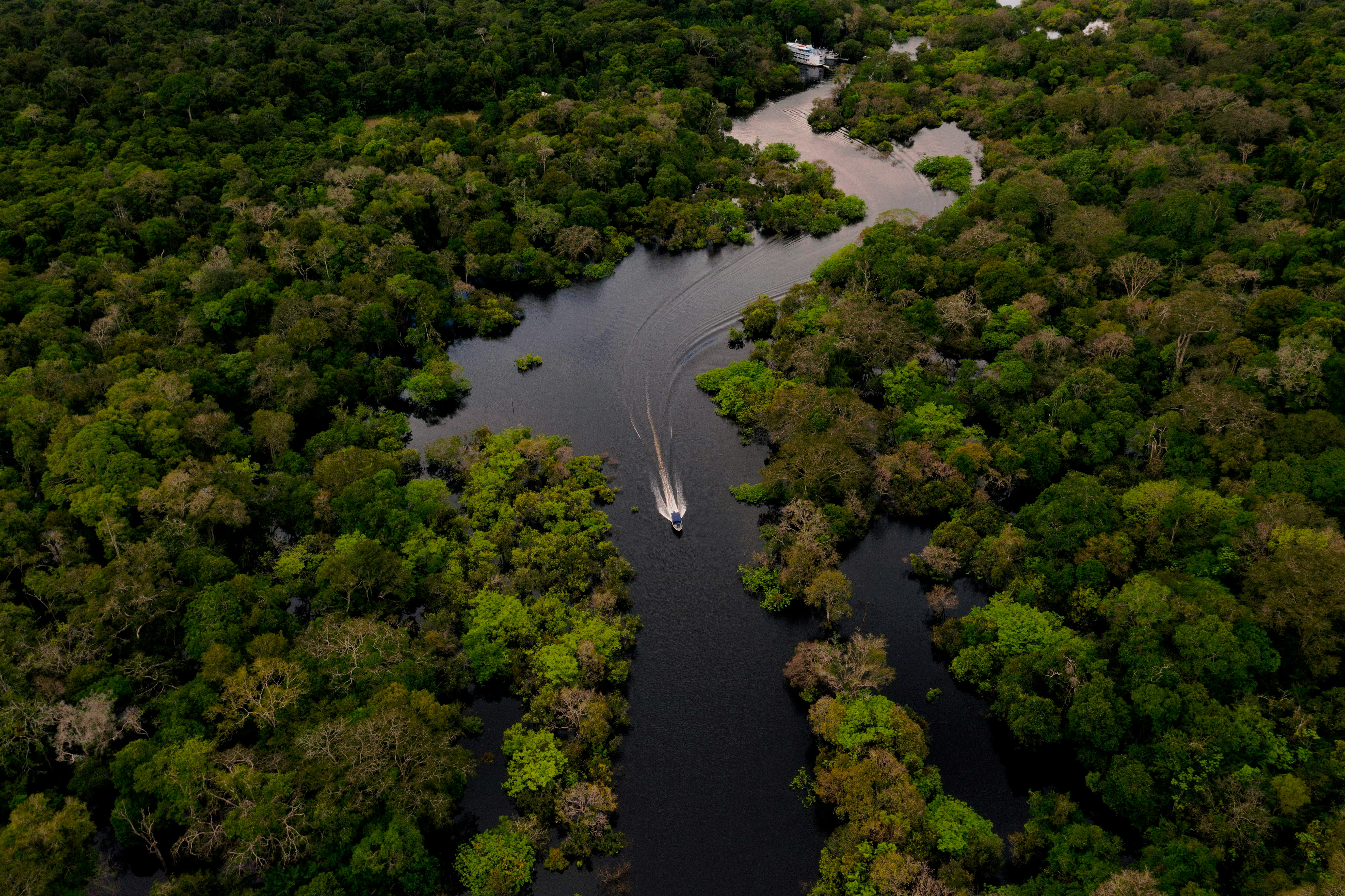 Scientists made a counterintuitive discovery about the Amazon rainforest