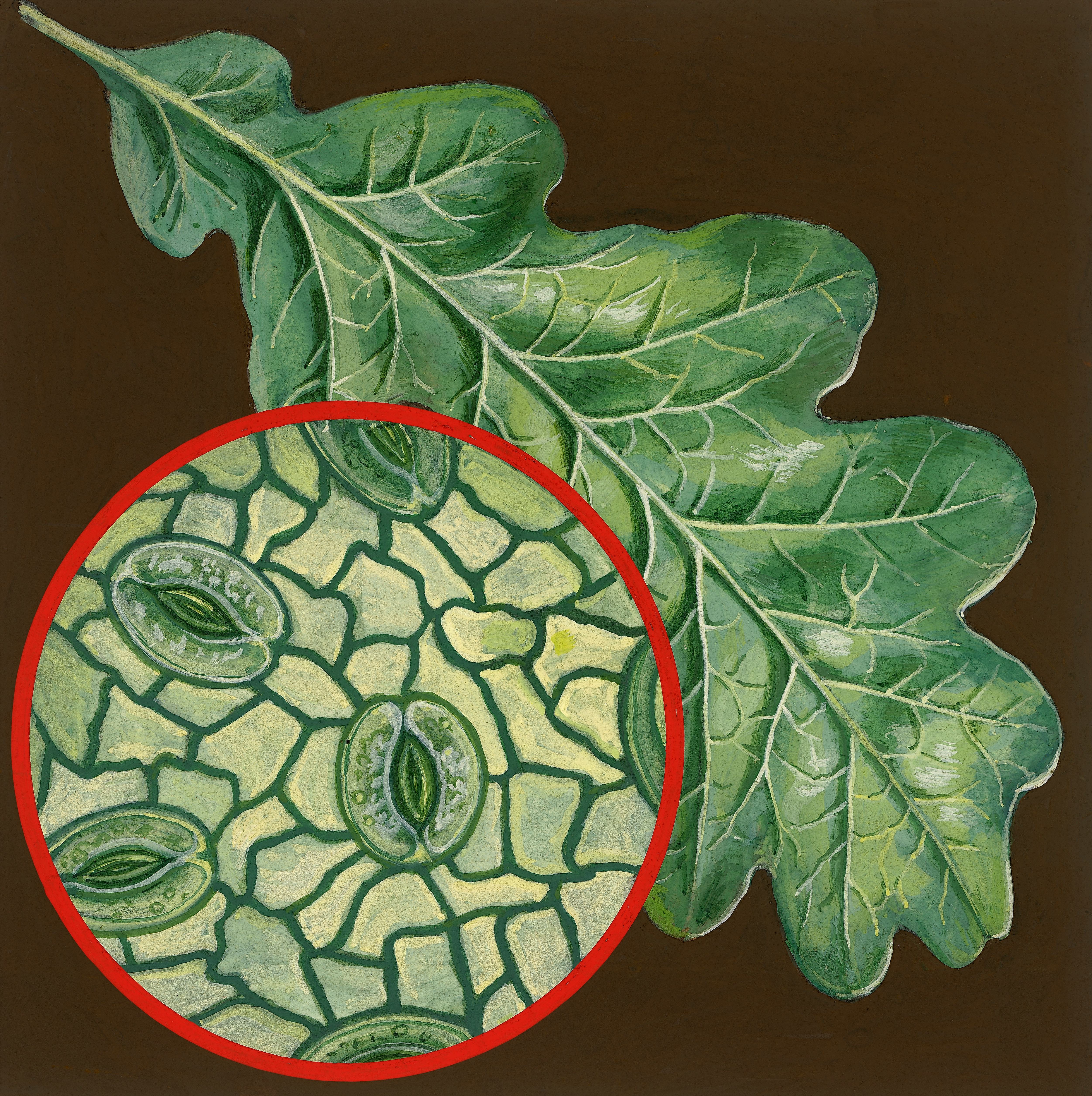 Scientists made a counterintuitive discovery about the Amazon rainforest