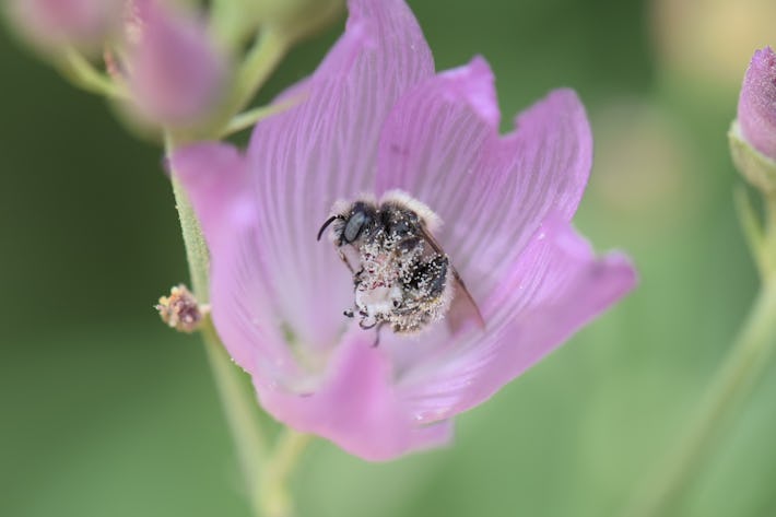 A new map reveals the secret life of bees
