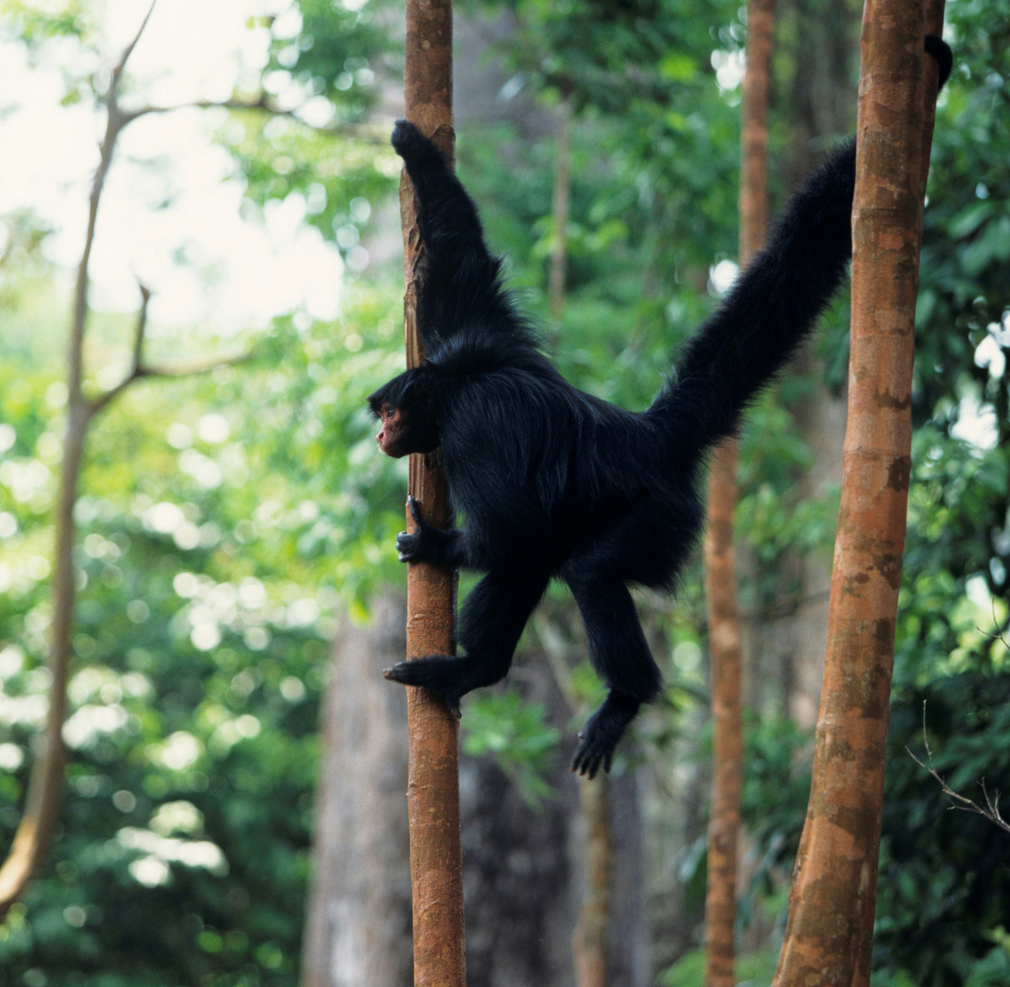 Spider Monkeys: 7 facts about this incredibly intelligent creature