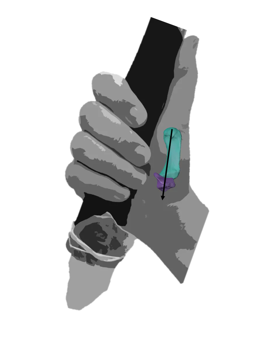 Thumb study reveals why one ancient human had an upper hand over another