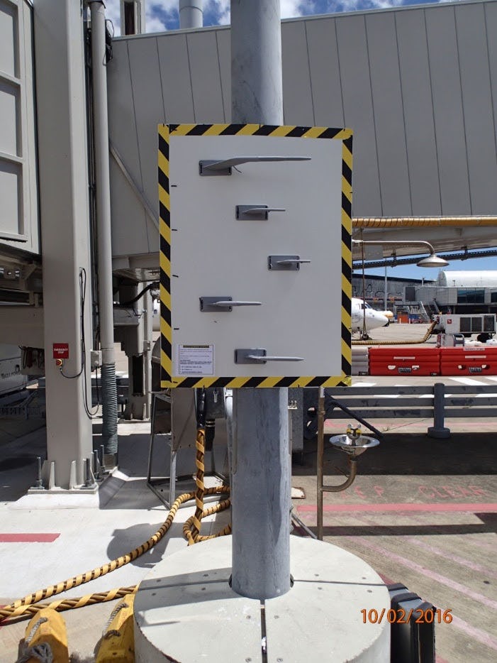 Invasive Australian wasps may threaten humans in one pernicious way