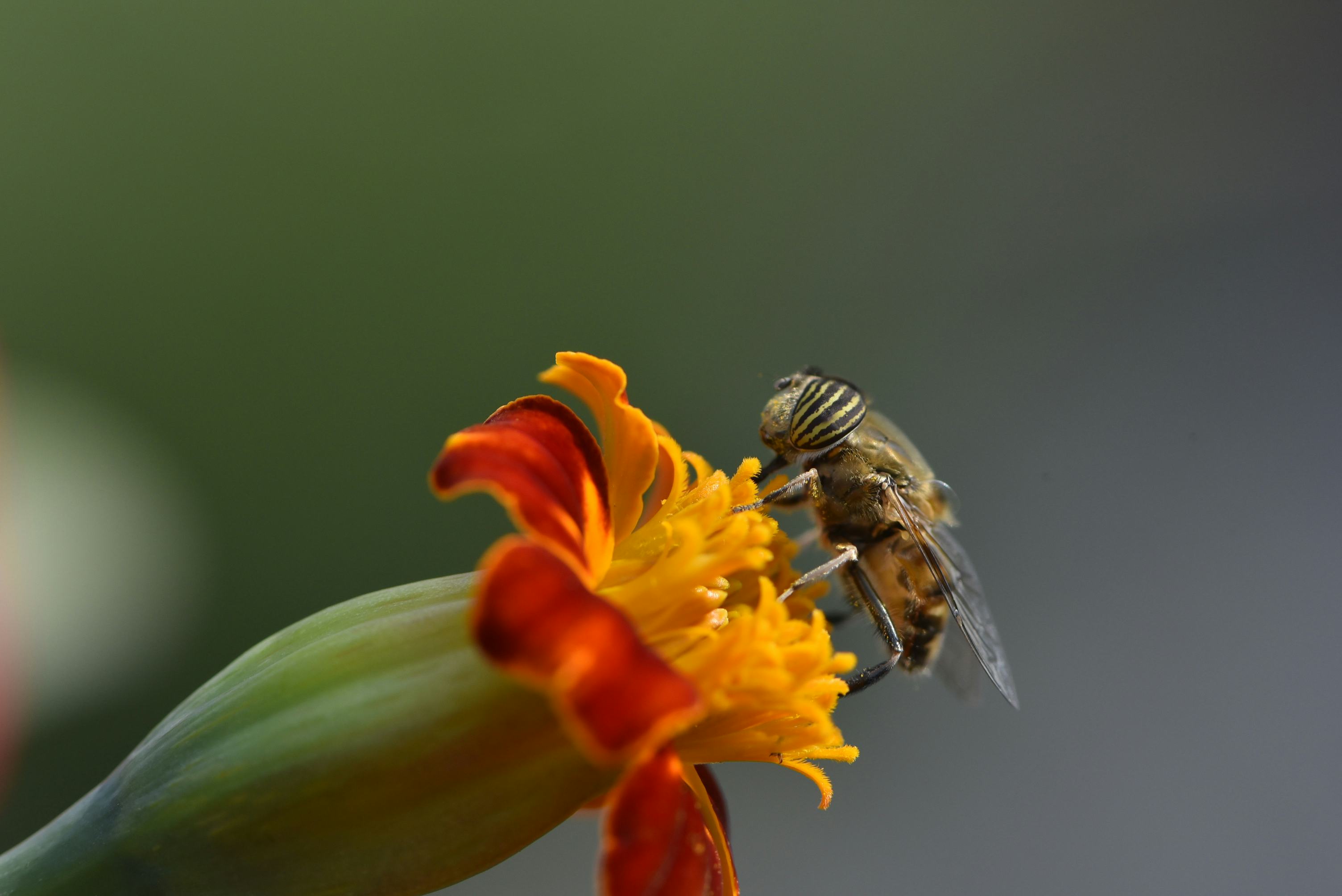 A new study reveals surprising similarities between bees and humans