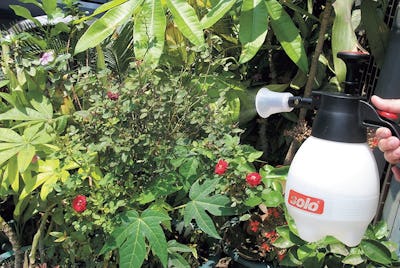 The 5 Best Plant Misters