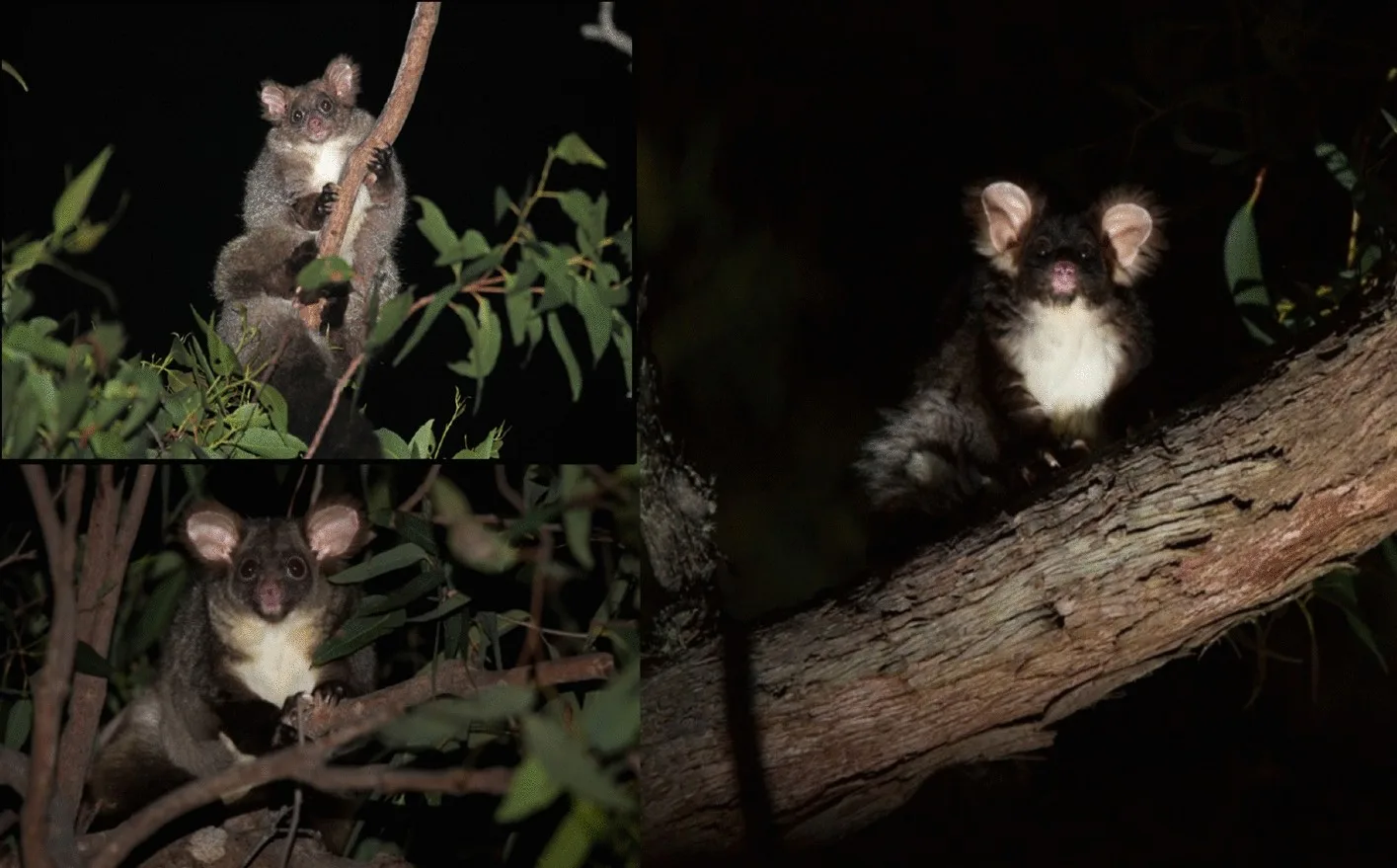 This new species of flying marsupials are so cute I want to punch a wall