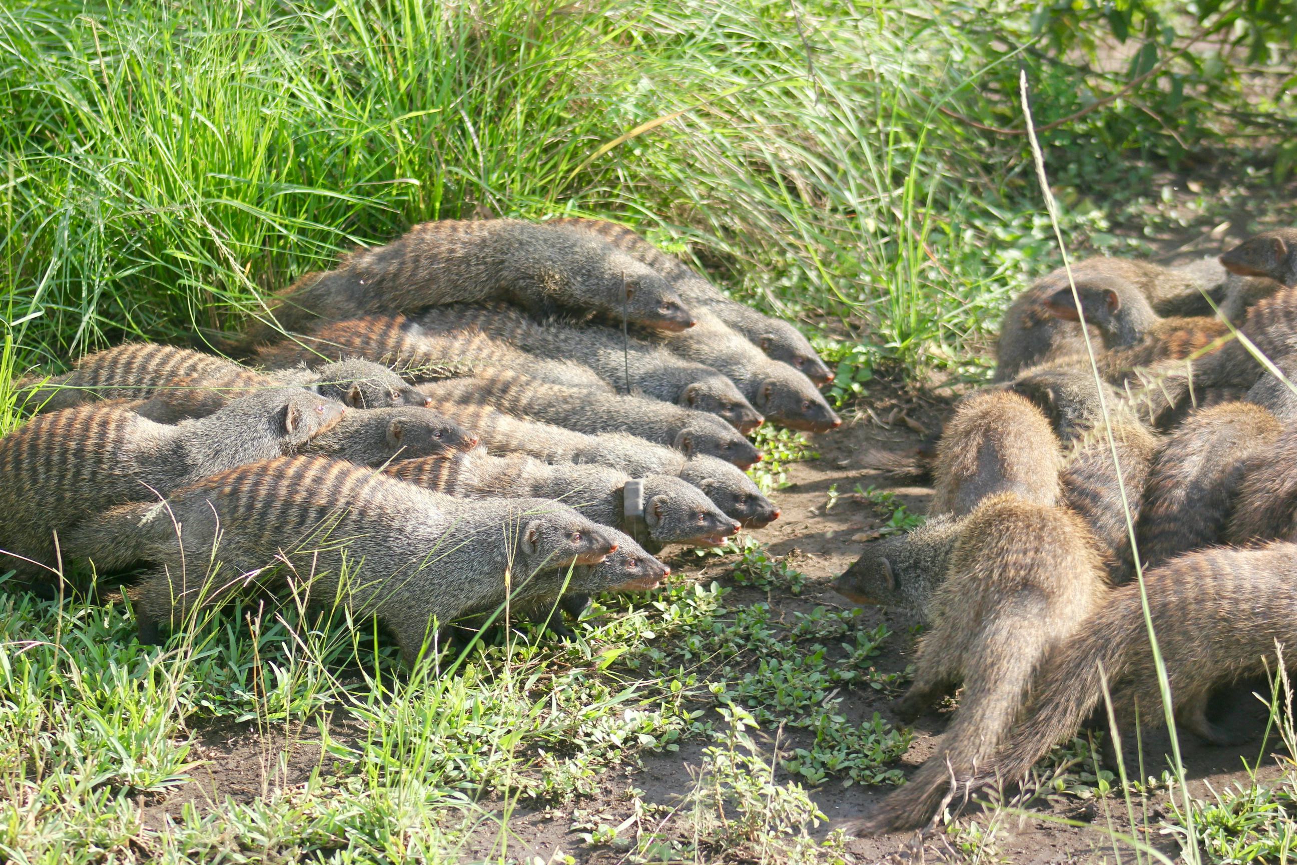 Mongooses and humans share some aggressive leadership tactics