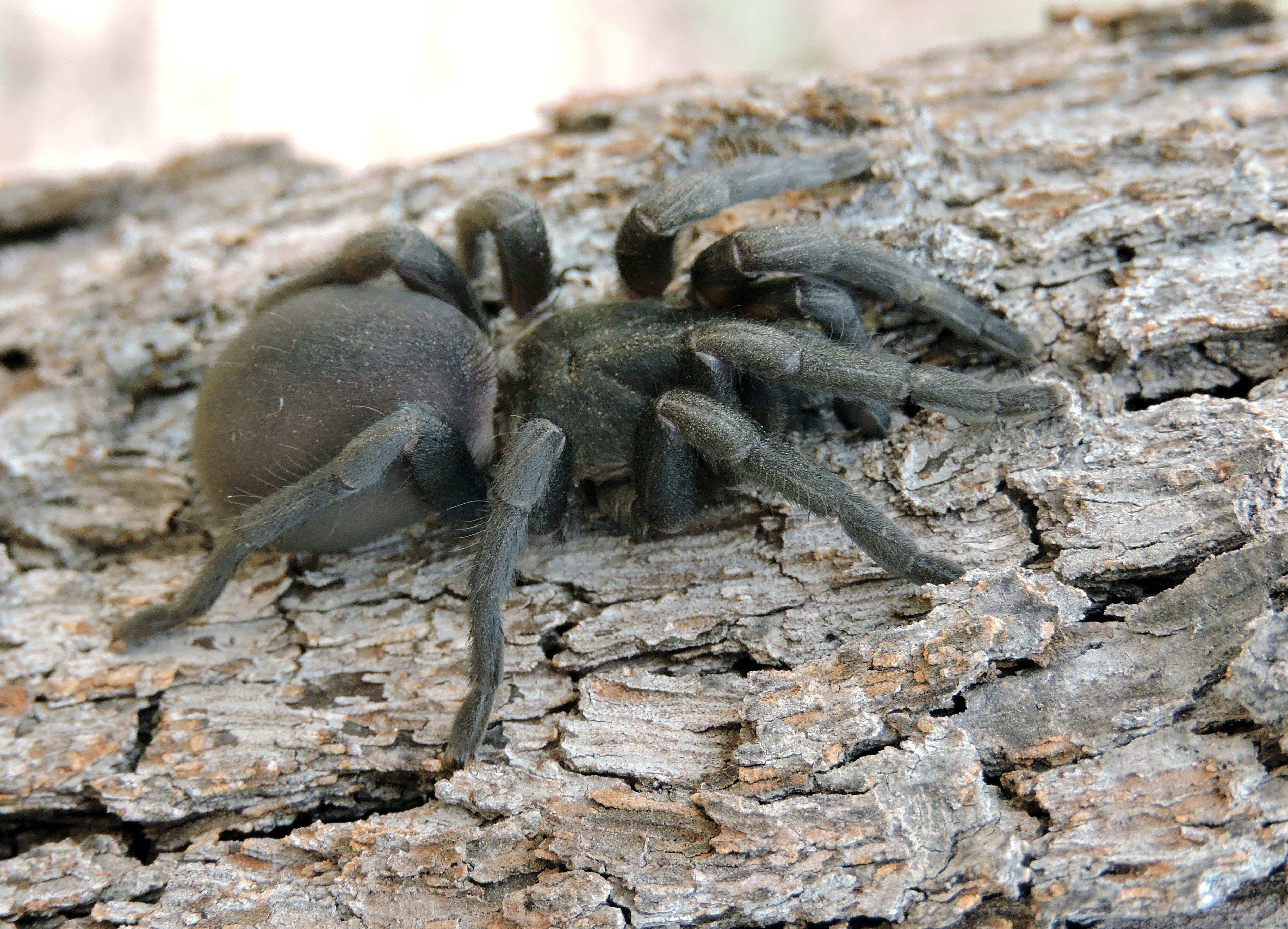 This Australian spider evolved to kill us — here’s why