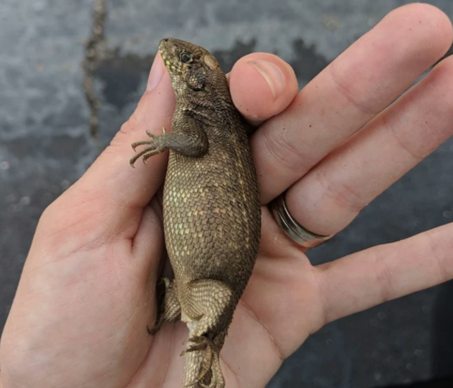 Researchers find one big surprise in this pizza-munching lizard