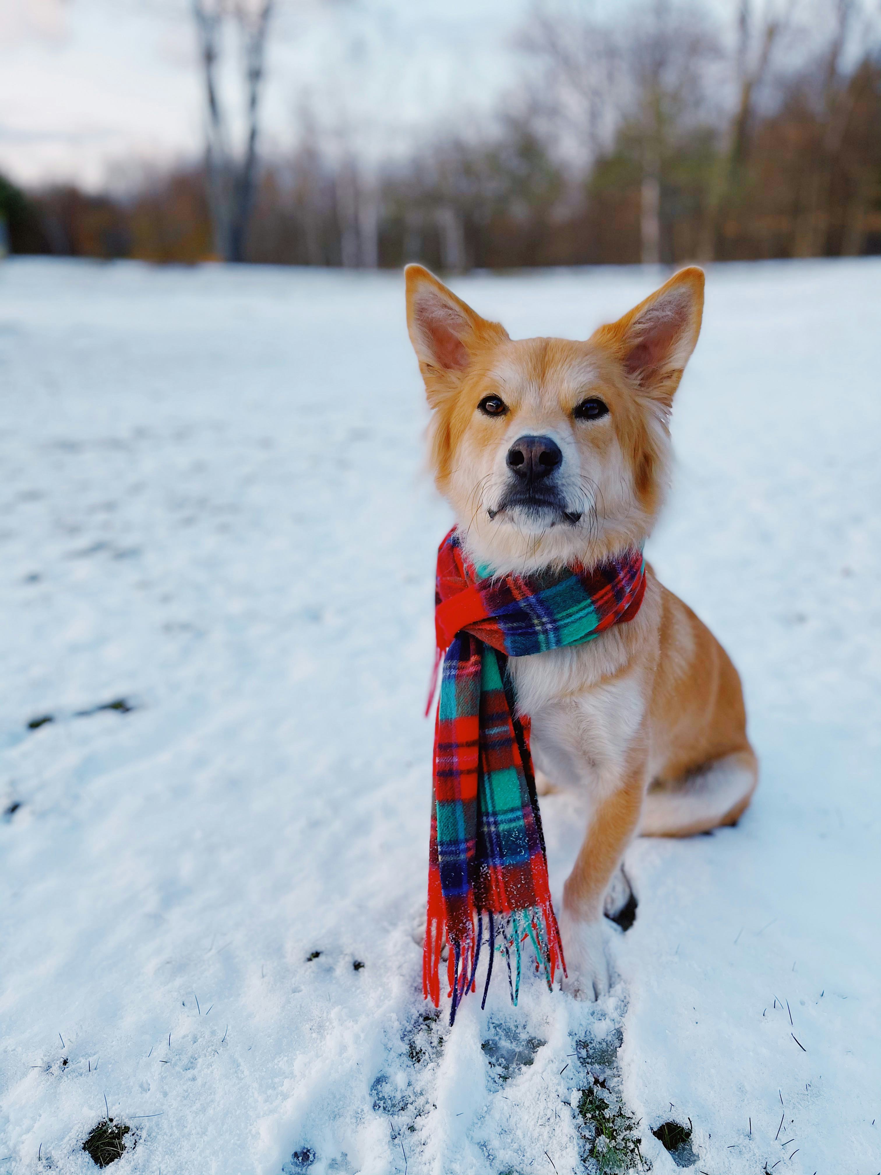 These iPhone Dog Photo Tips From The Dogist Will Help You Take Perfect ...