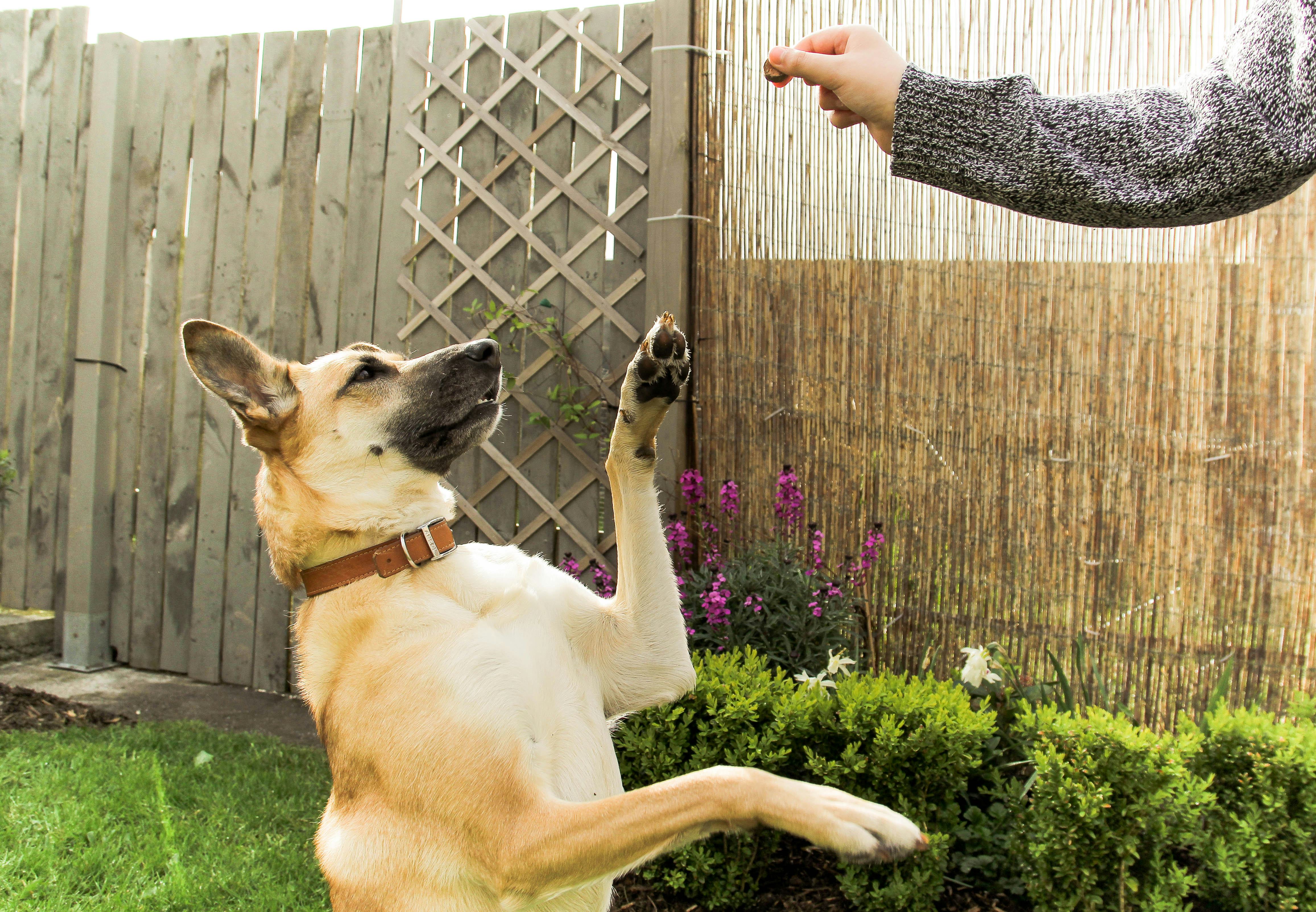 Study reveals the best way to train your dog
