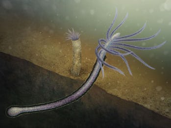 An ancient worm-like creature is an evolutionary miracle