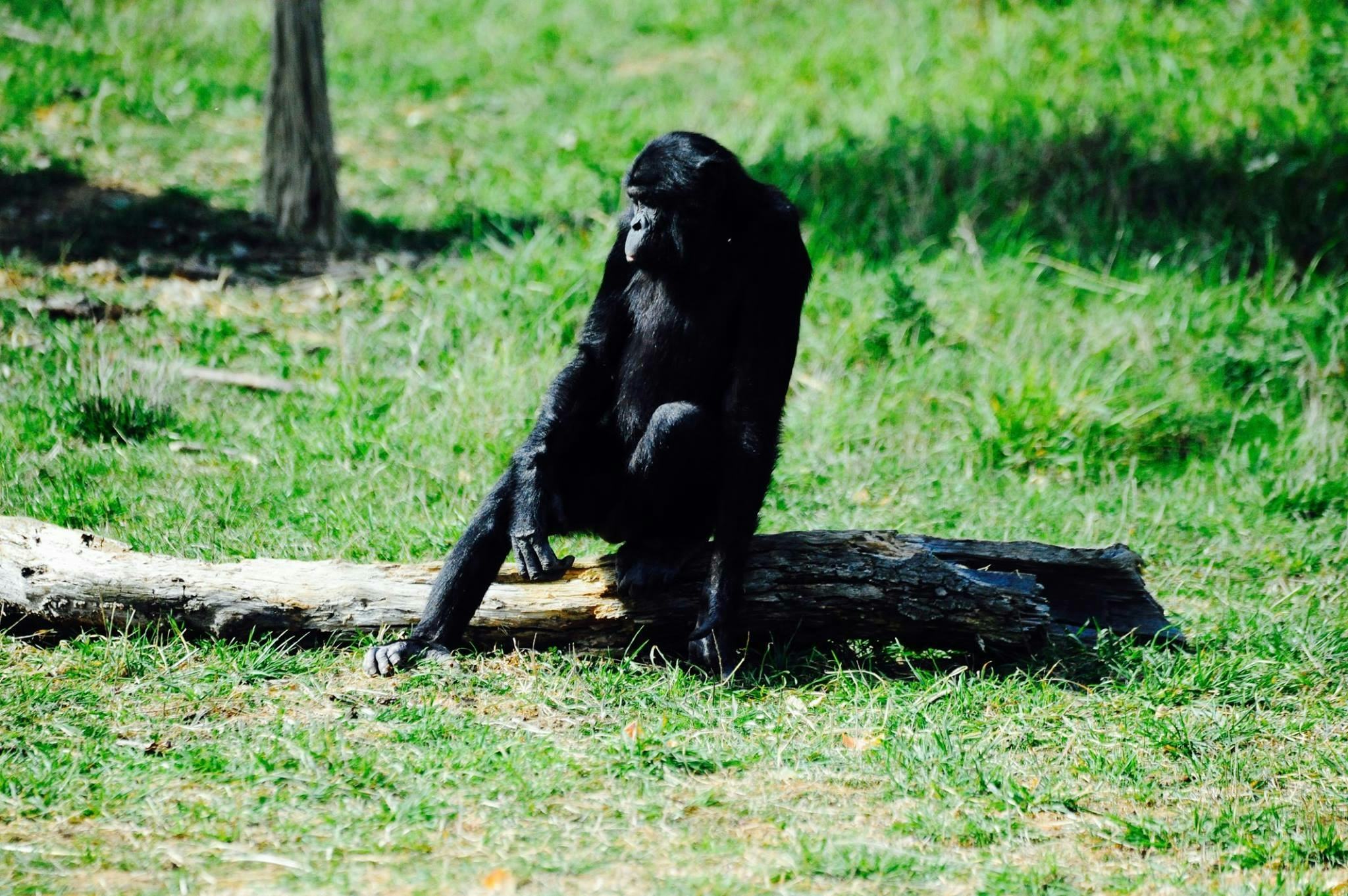 Study reveals a surprising similarity between bonobos and humans