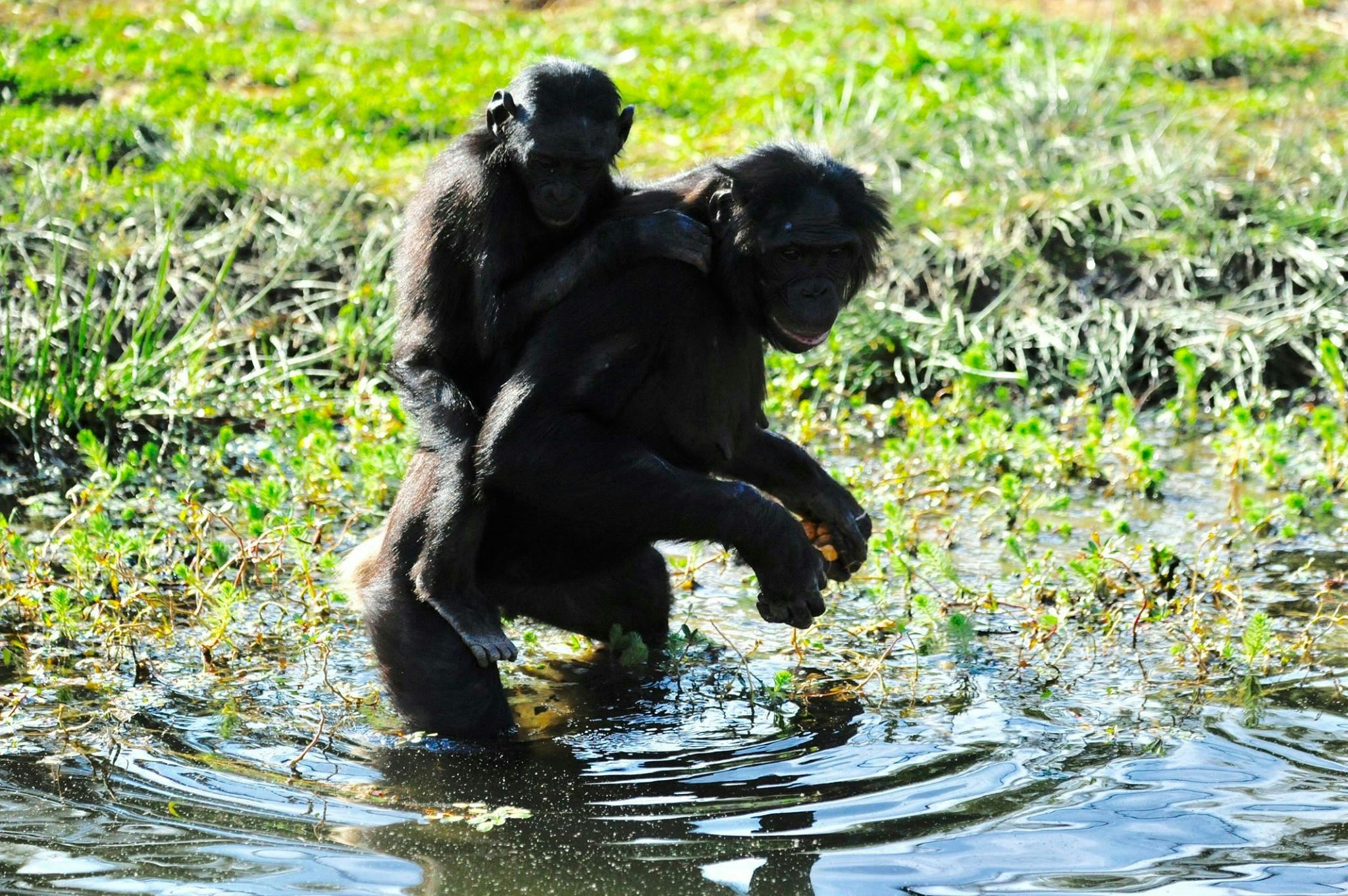 Study reveals a surprising similarity between bonobos and humans