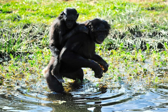 Study reveals a surprising similarity between bonobos and humans