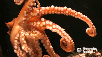 Octopuses are the most flexible animal — study