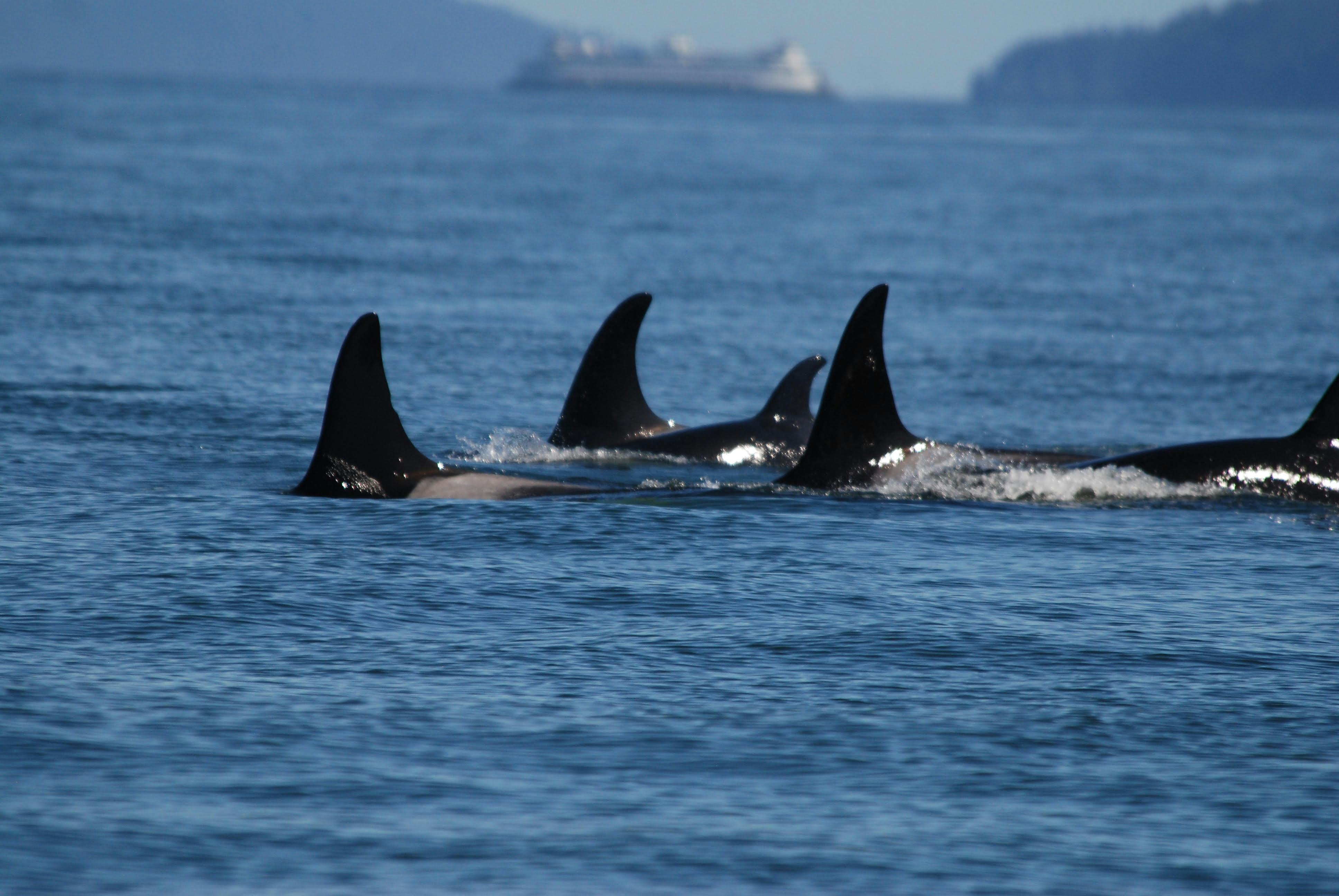 Orcas' deadliest predators don't live in the ocean, study finds