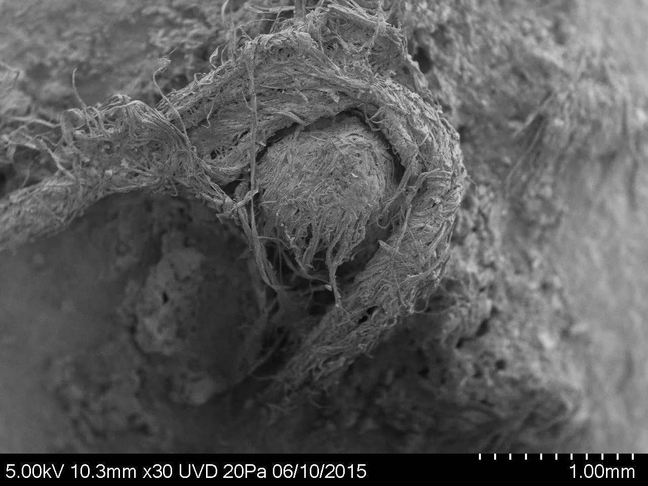 Neanderthal intelligence: Evidence of understanding math revealed