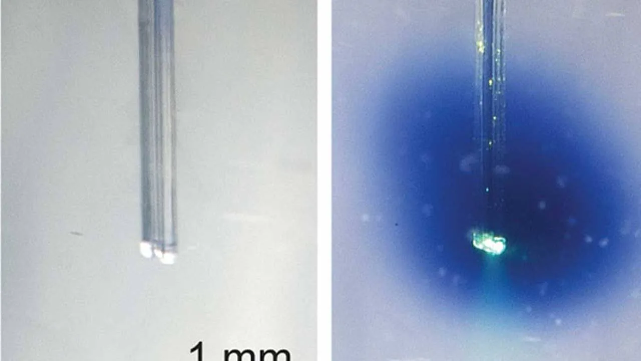 Researchers activate drugs inside mouse brains using microfiber tech
