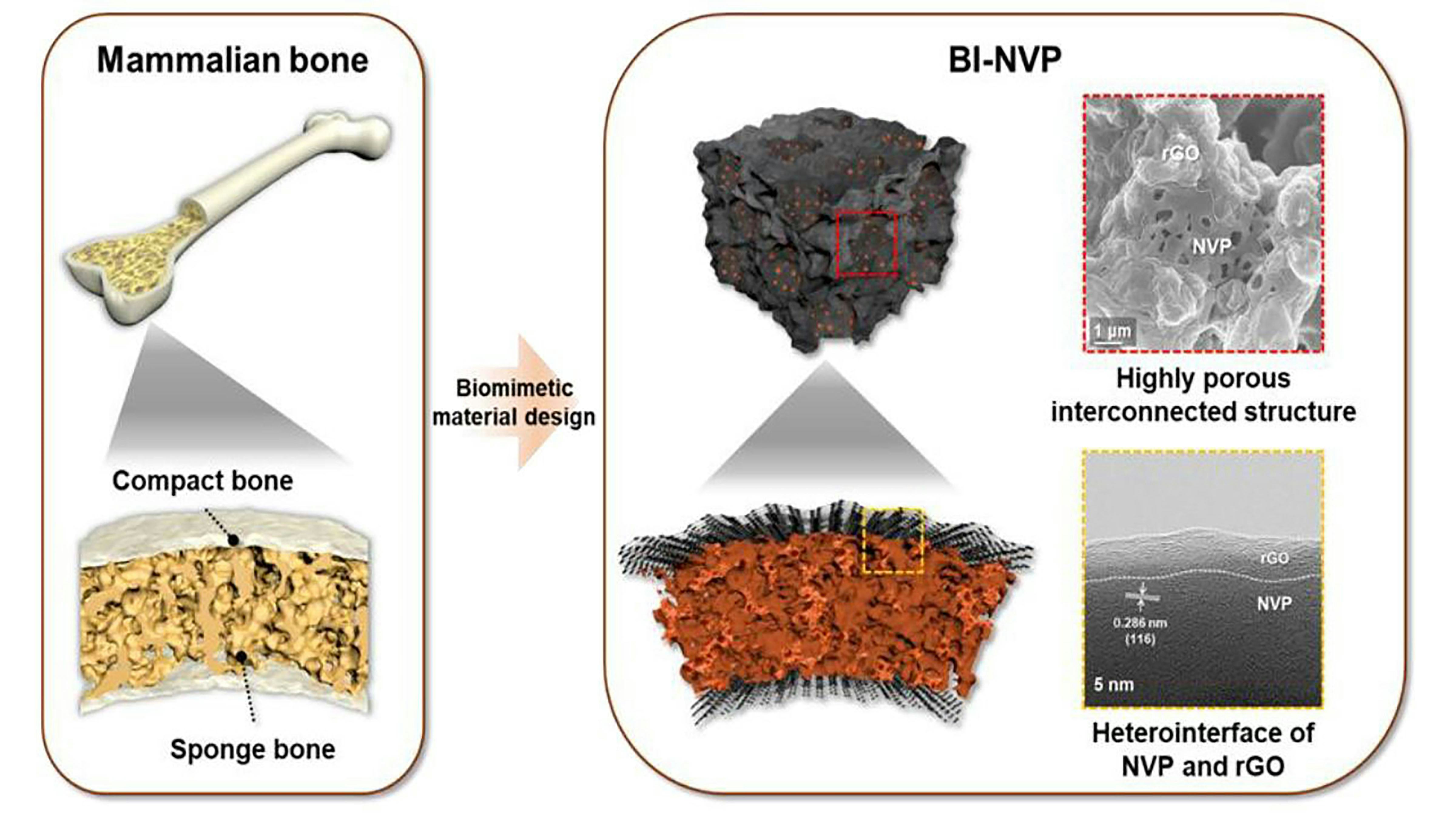 Batteries inspired by bones could finally topple lithium