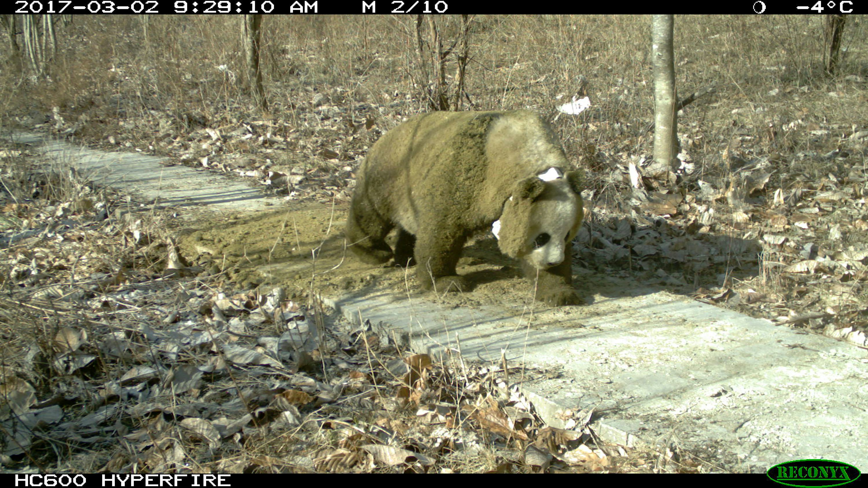 Why giant pandas “frequently roll” in feces — study