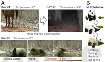 Why giant pandas “frequently roll” in feces — study