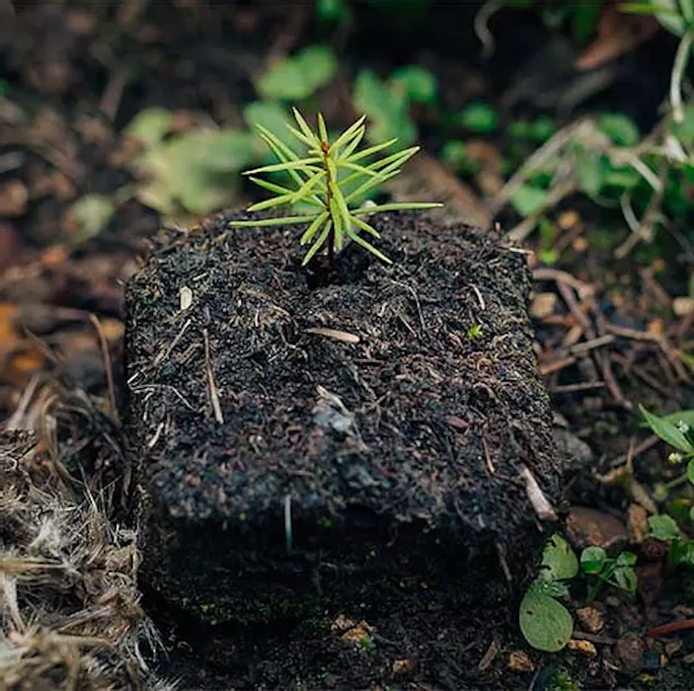 Massive drones could be the key to post-wildfire reforestation