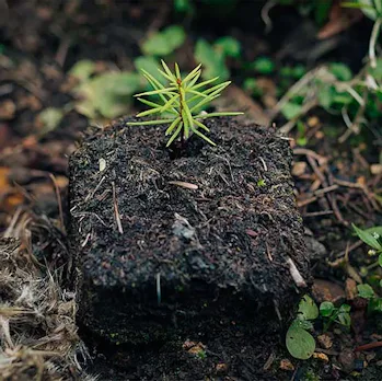 Massive drones could be the key to post-wildfire reforestation