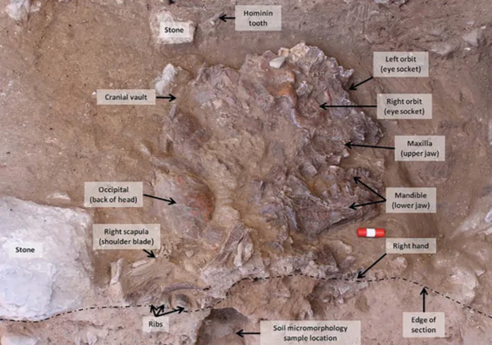 Funeral flowers for a Neanderthal: New study reveals humanity and ...