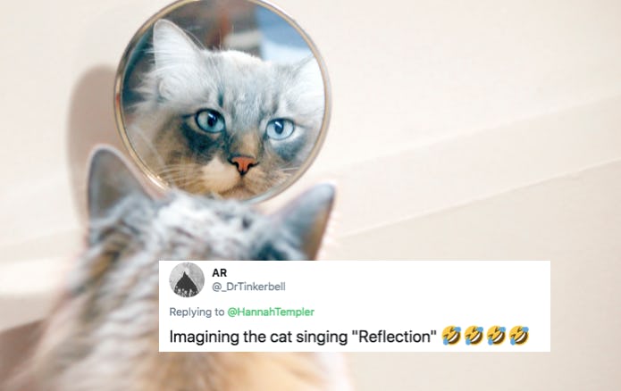 These Tweets About Roscoe The Cat's Mirror Pic Are The Most Hilarious ...