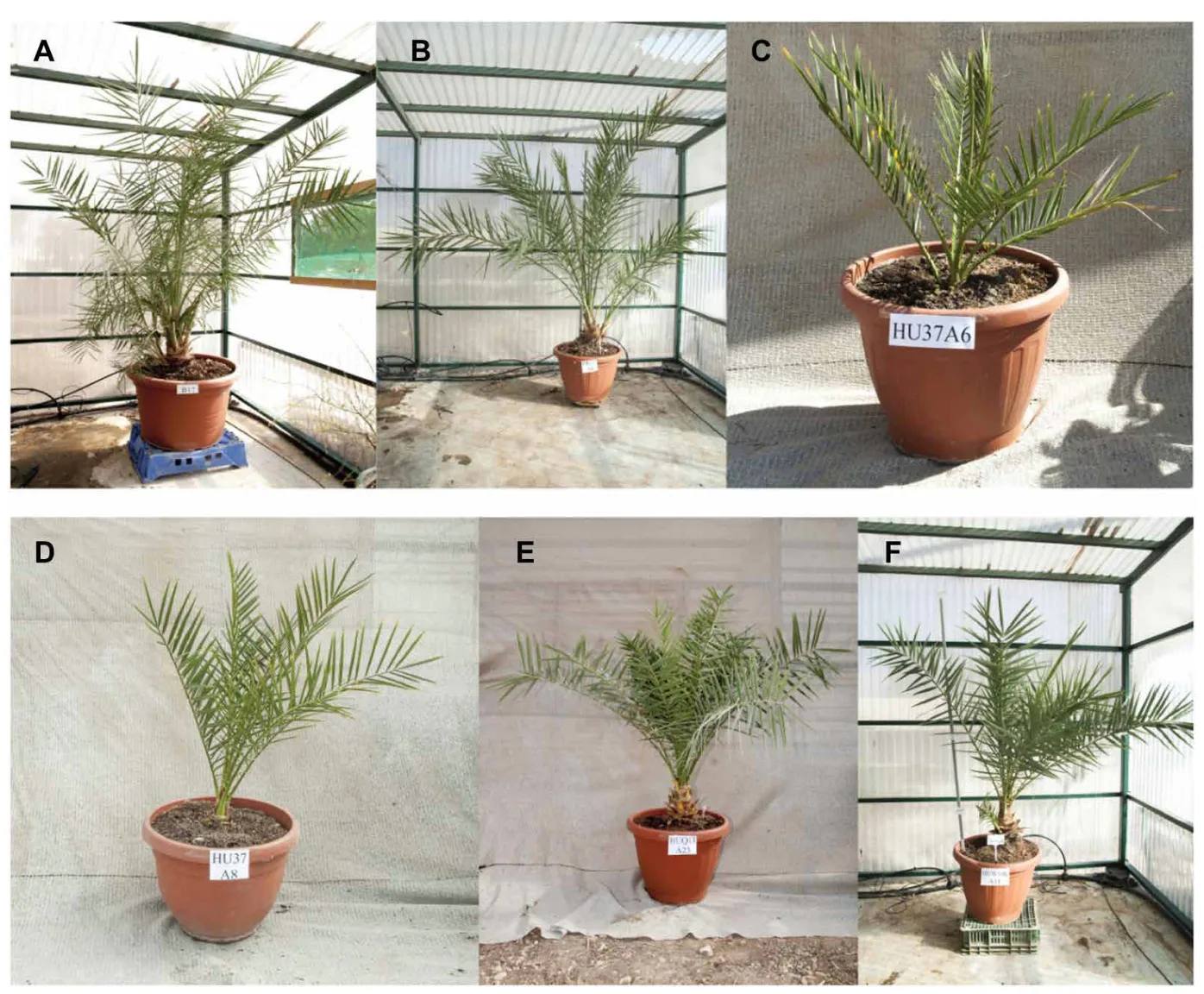 Scientists grew trees from 2000-year-old seeds and the outcome may be ...