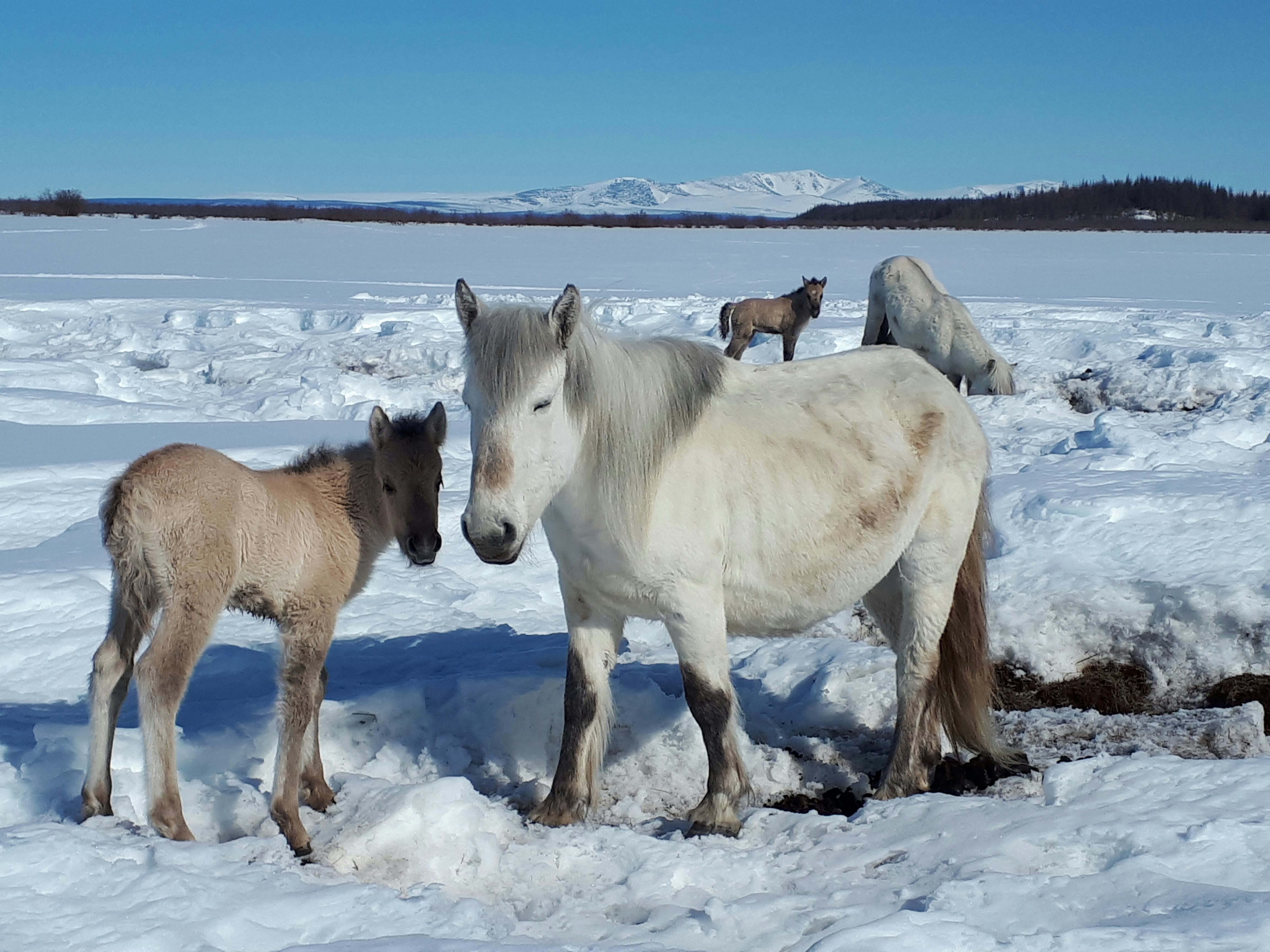 How Siberian horses became an unlikely climate hero in the Arctic