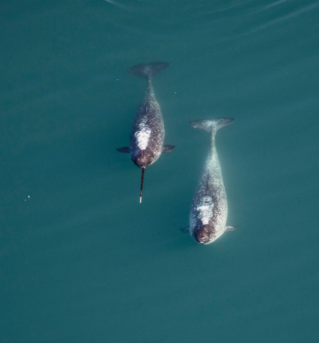 For narwhals, a big tusk means a sexual advantage