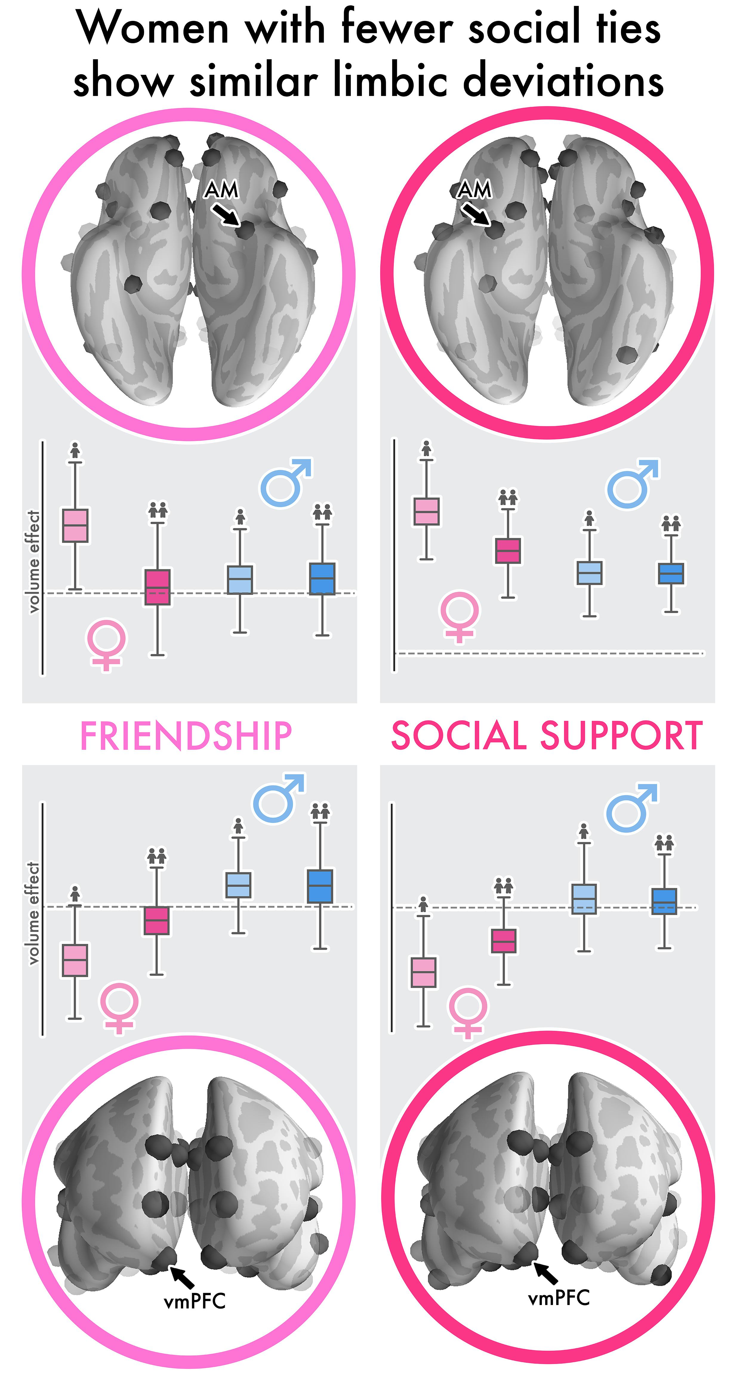 Brain scans reveal how men and women respond differently to relationships