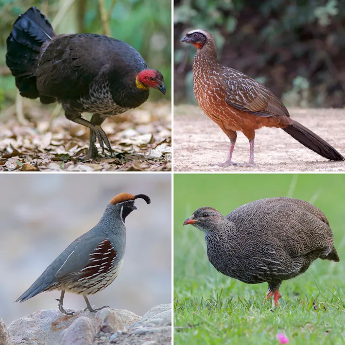 Meet the ‘Wonderchicken,’ the oldest-ever bird fossil discovery