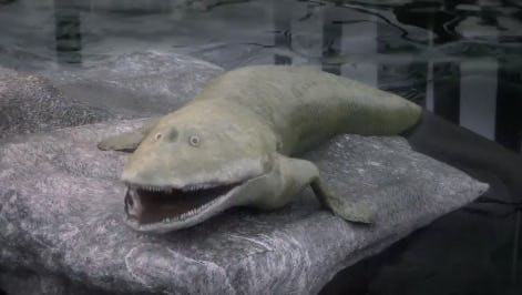 This ancient fish with arms might be the reason you have hands
