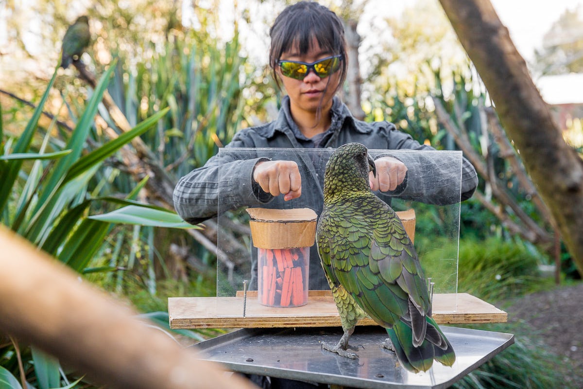 Incredible video shows parrot intelligence rivals that of human infants